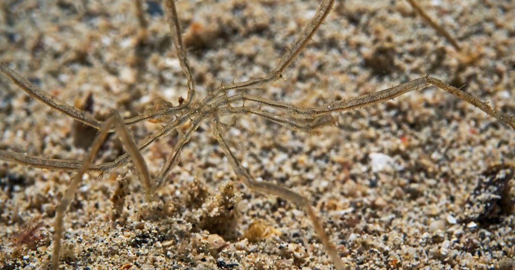 The mystery of giant sea spider reproduction has finally been solved ...