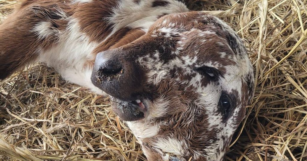 Rare two-faced calf born in the US: 'It has already exceeded a lot of ...