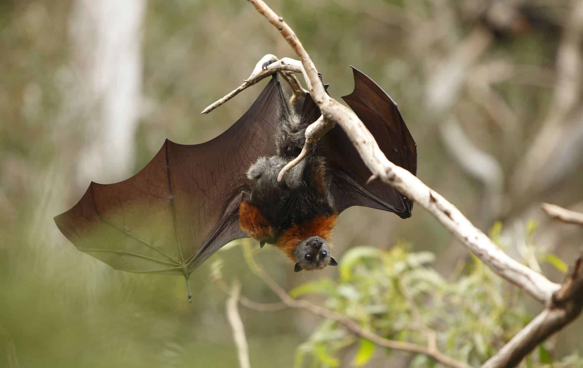 We have the same ability to learn language