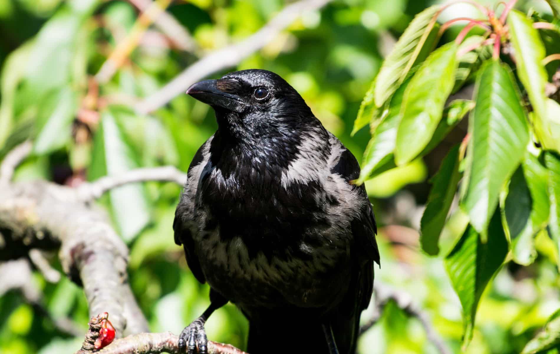 Scientists show that carrion crows have the number four, after which ...