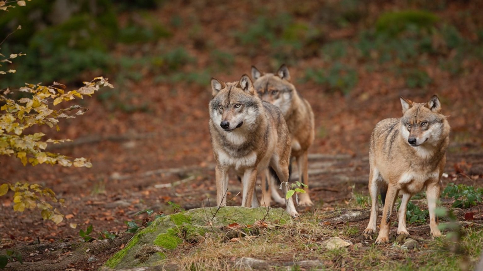 The wolf impacts nature in unexpected ways - early birds