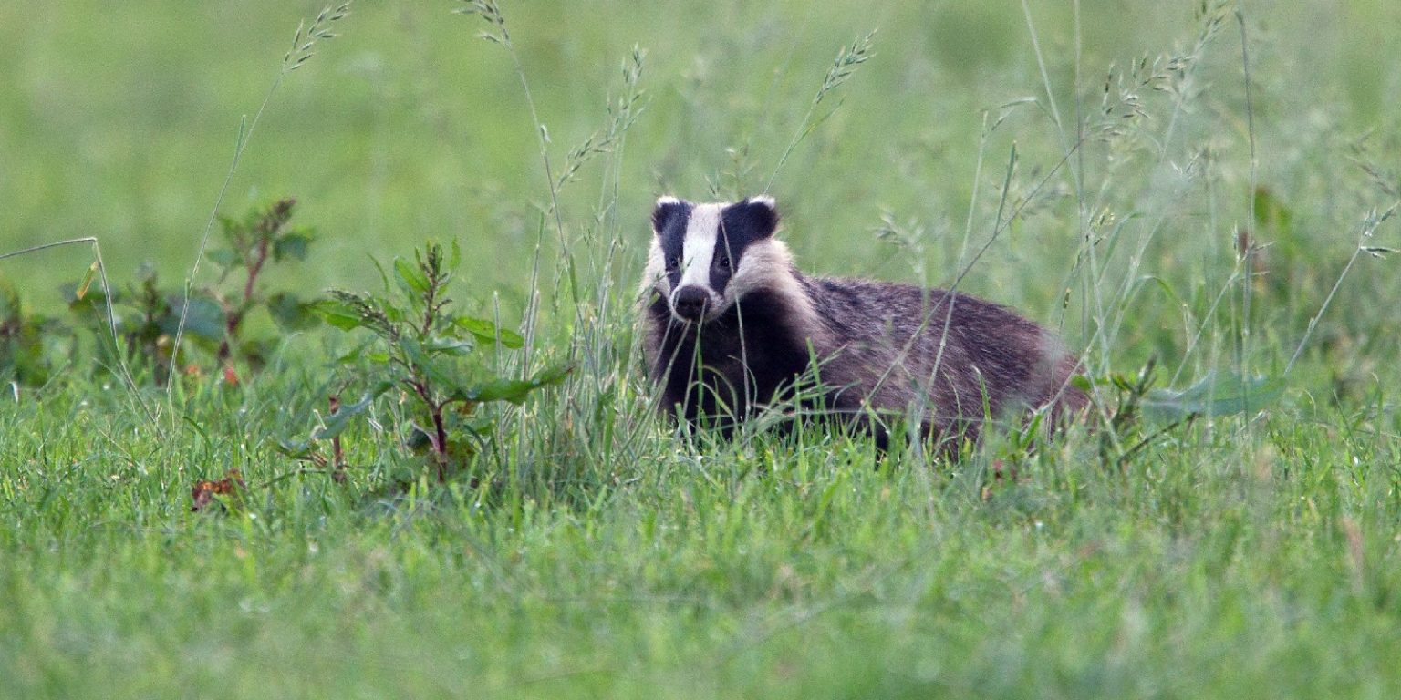 BIJ12 publishes updated Animal Harm Prevention Kits (FPKs)