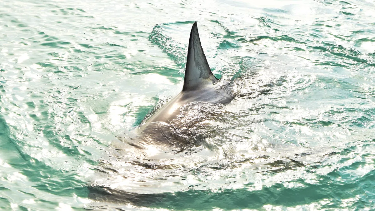 New AI Will Hit Sharks: Here's Why