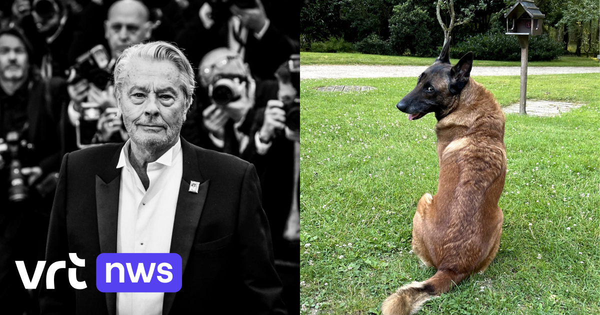 Actor Alain Delon's dog was not given an injection to be buried ...